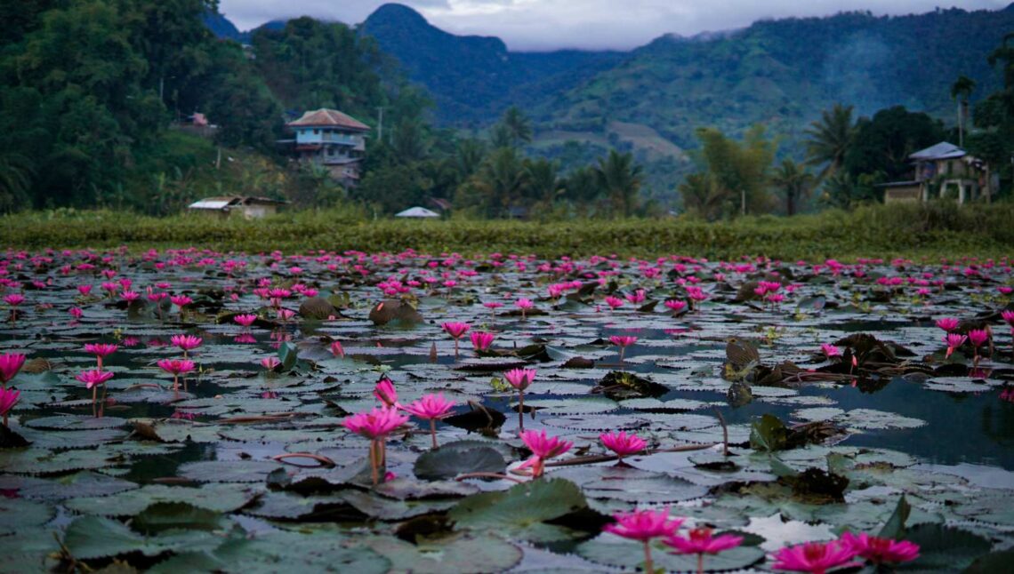 Lake Sebu Lotus Garden: Paddling through the T'boli Culture - The Queen ...