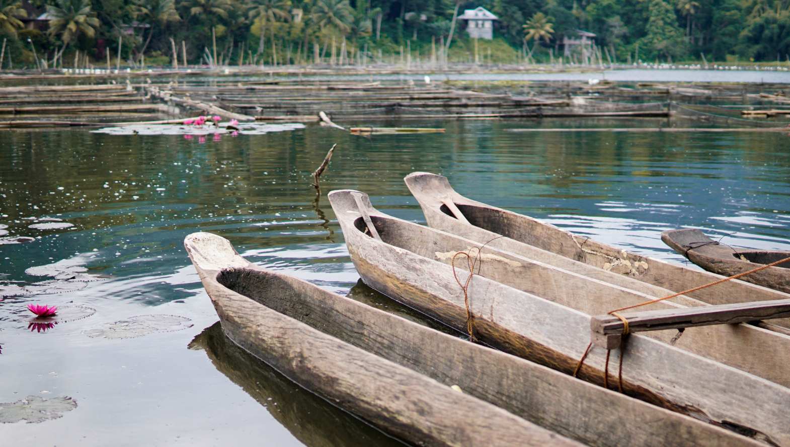 Lake Sebu Lotus Garden: Paddling through the T'boli Culture - The Queen ...
