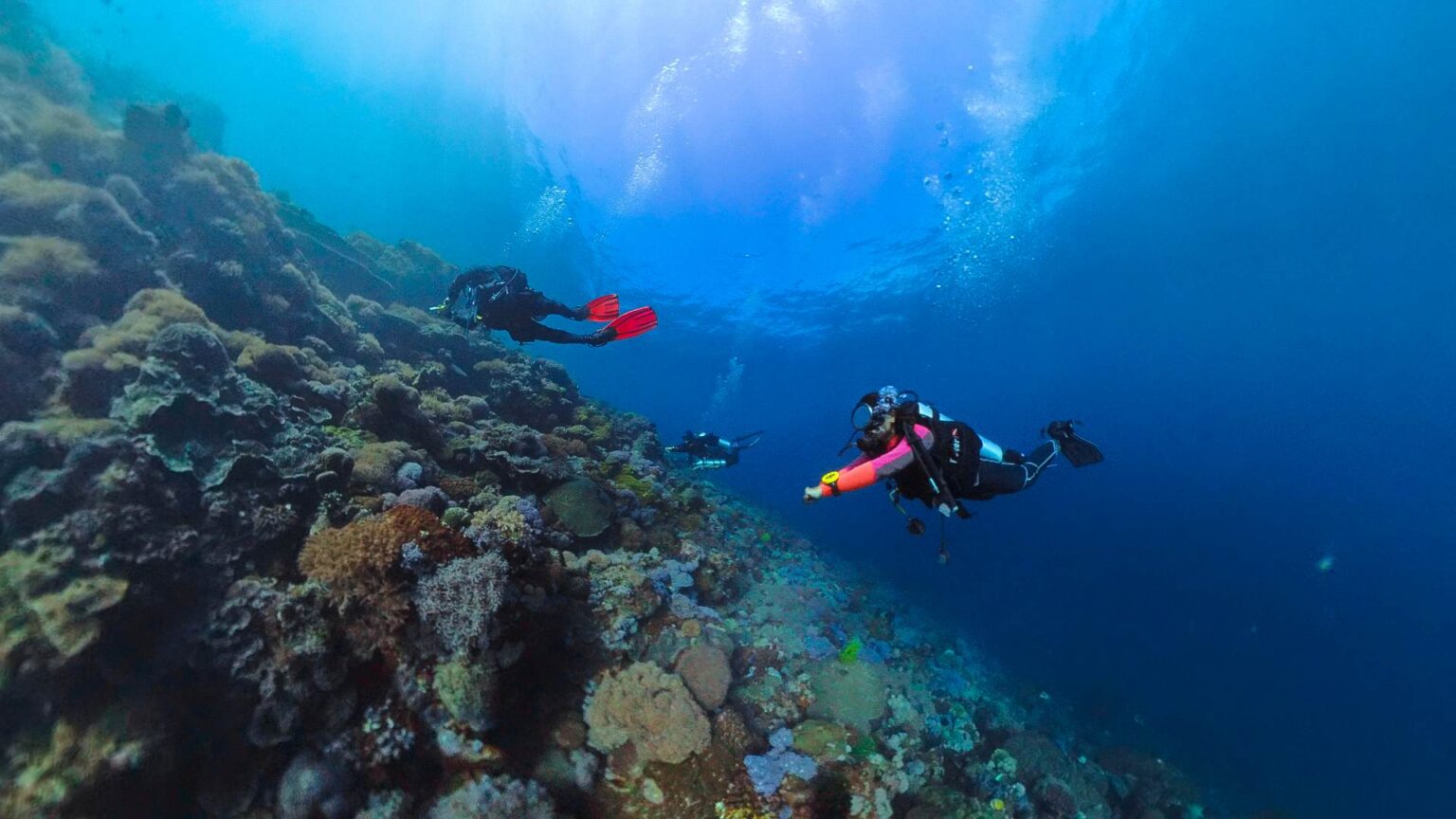 Best Dive Sites in the Philippines That Deserve a Spot on Your Bucket ...